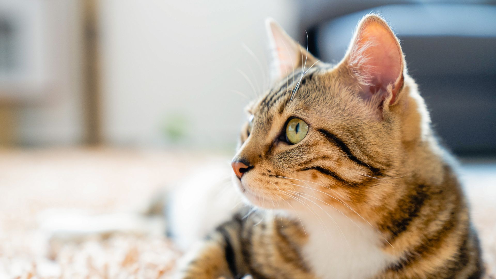 Companion Pet Care FAQs